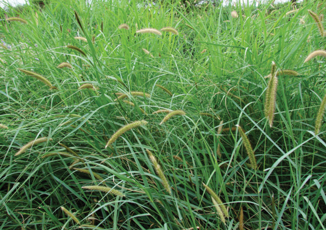Subtropical Grasses - mafuroseeds.com