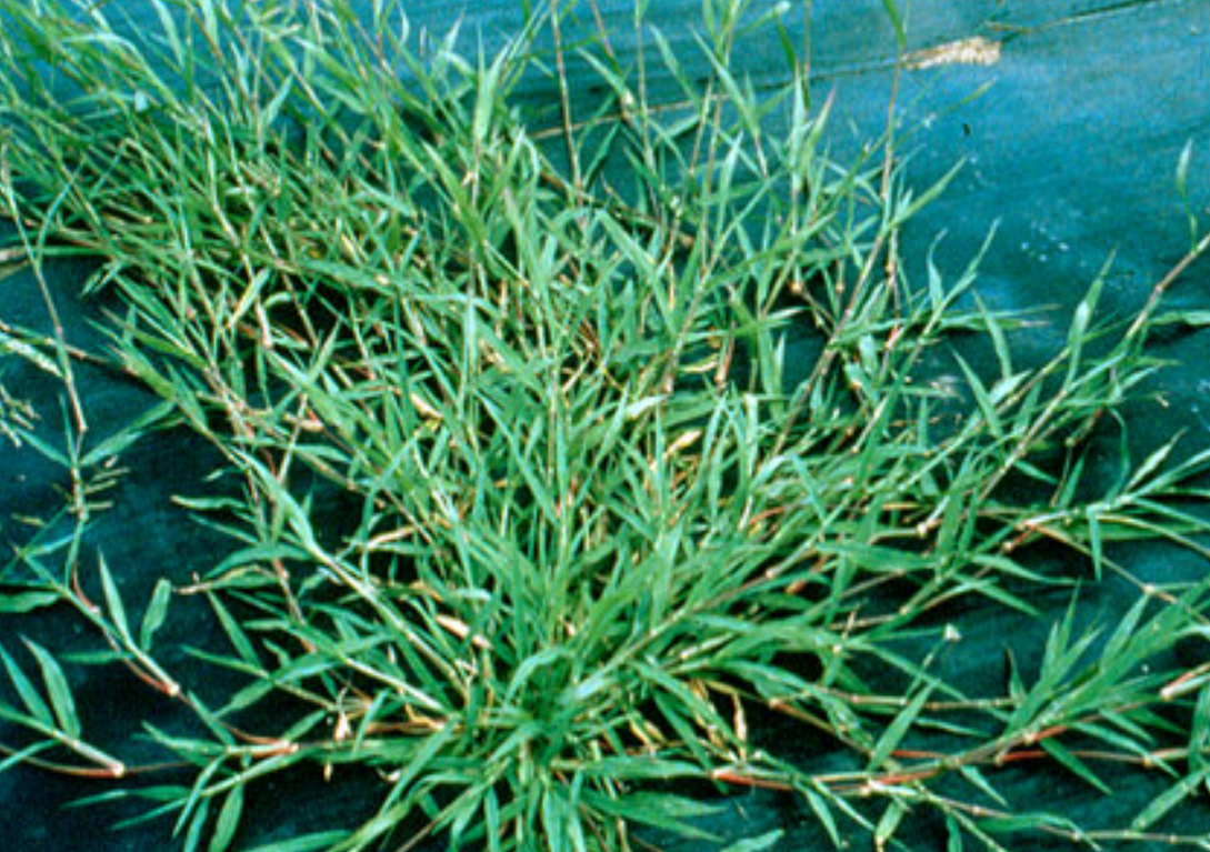 Subtropical Grasses - mafuroseeds.com