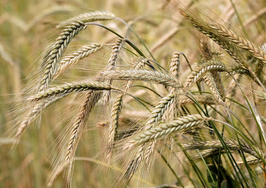 Annual Winter Cereals - mafuroseeds.com